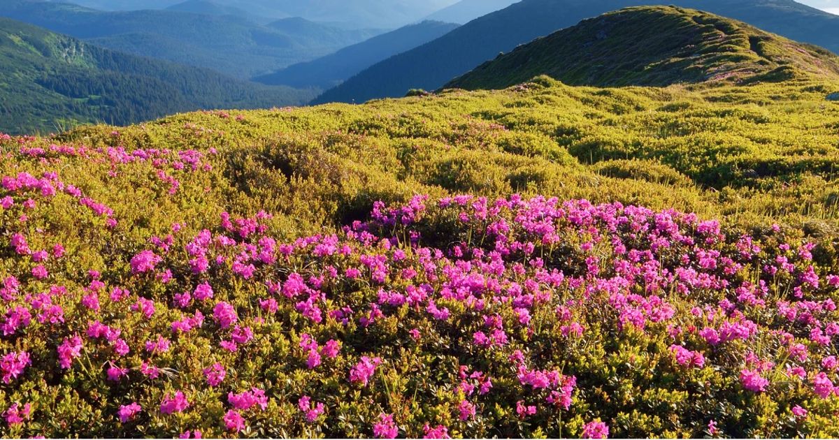 10 Best Months to Visit Valley of Flowers National Park