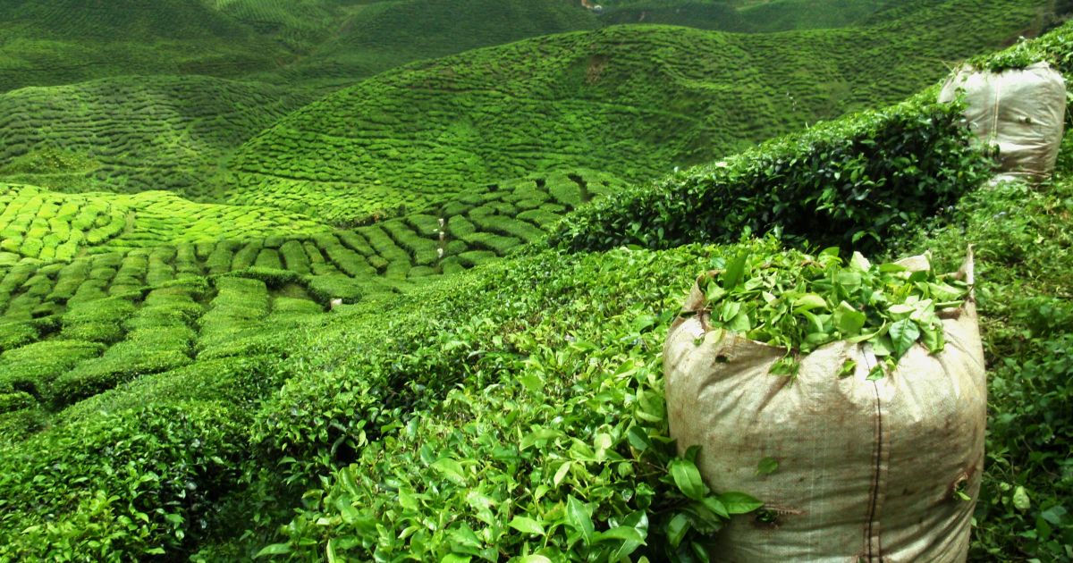 Top Things to Do in Munnar: A Complete Travel Guide